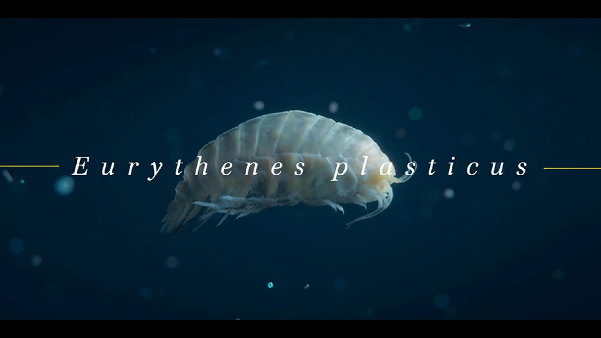WWF "Eurythenes Plasticus" by Hans-Christoph Schultheiss and Sehsucht - Motion design - STASH ...