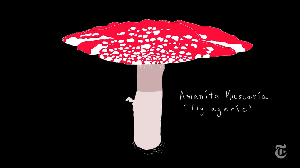 Matthew Salton: "Santa Is a Psychedelic Mushroom" | STASH MAGAZINE ...