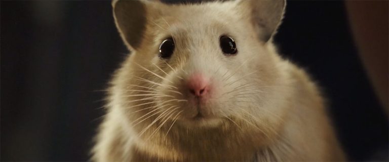 Albert Heijn "A Hamster Love Story" by Jelle de Jonge and Ambassadors ...