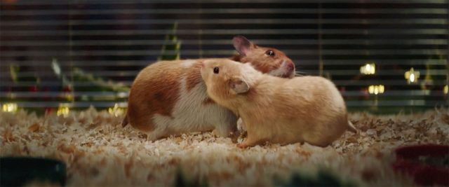 Albert Heijn "A Hamster Love Story" by Jelle de Jonge and Ambassadors ...