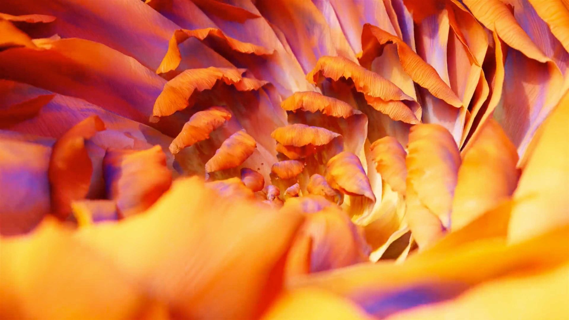 Fluent Showcases Color, Contrast, and Clarity for Amazon Fire TV ...