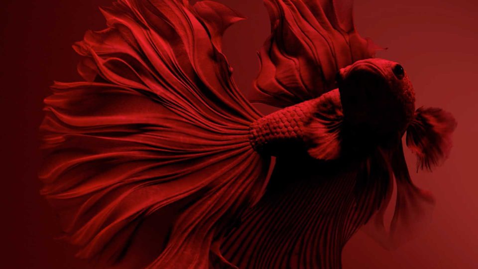Beautiful "Betta" Short CG Film by Manor - Motion design - STASH ...