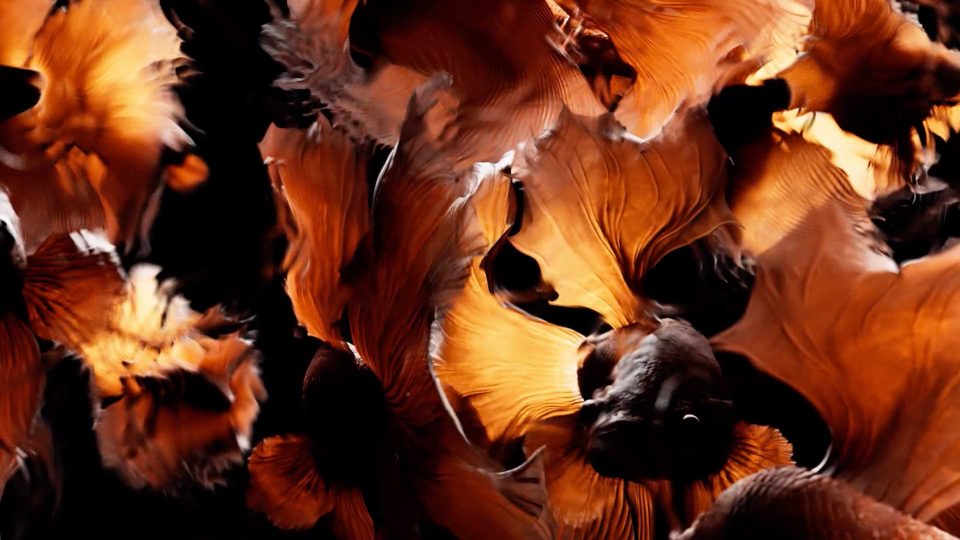Beautiful "Betta" Short CG Film by Manor - Motion design - STASH ...
