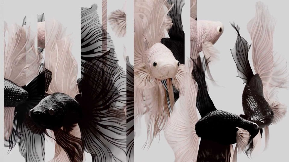 Beautiful "Betta" Short CG Film by Manor - Motion design - STASH ...