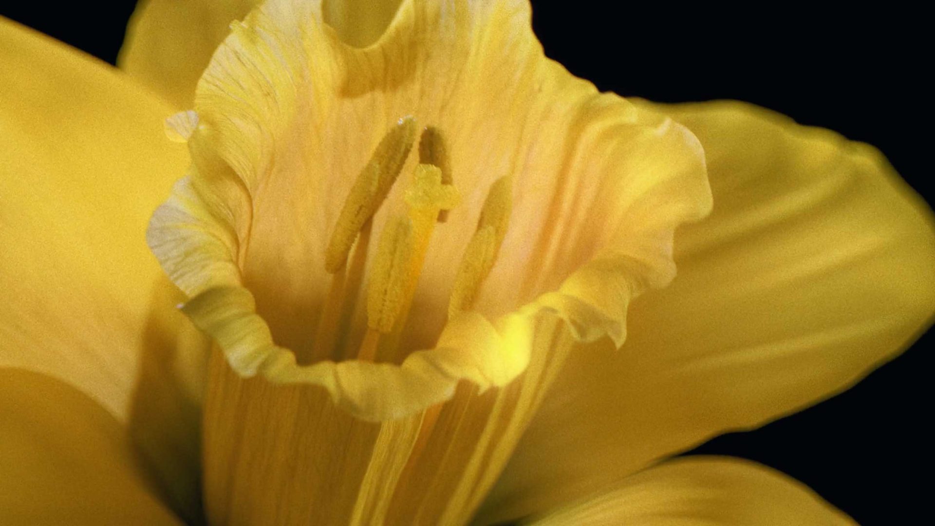 Reactiv and Impossible Studios “Help Hope Bloom” for Canadian Cancer ...