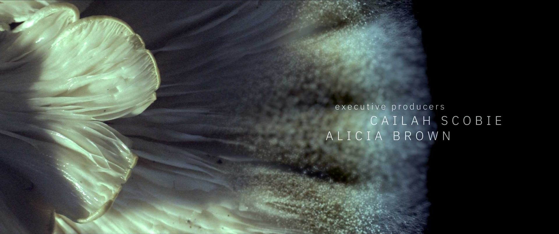 The Organic & the Forensic: The Sequence Group Opens "Death Cap Murders ...