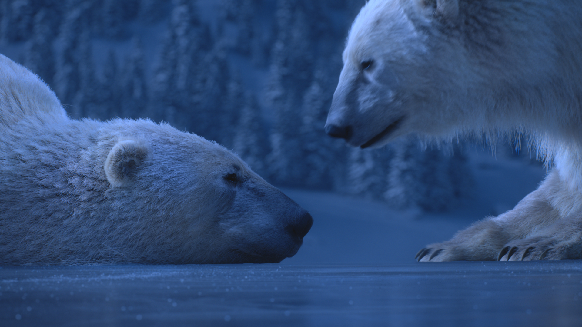 Polar Bears Bring "Dancing on Ice" back to ITV | STASH MAGAZINE ...