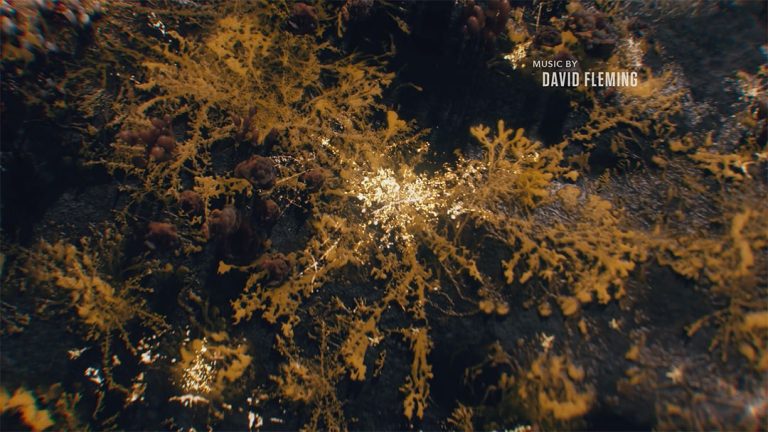 Elastic Wrangles Fungi to Open "The Last of Us" on HBO - Motion design ...