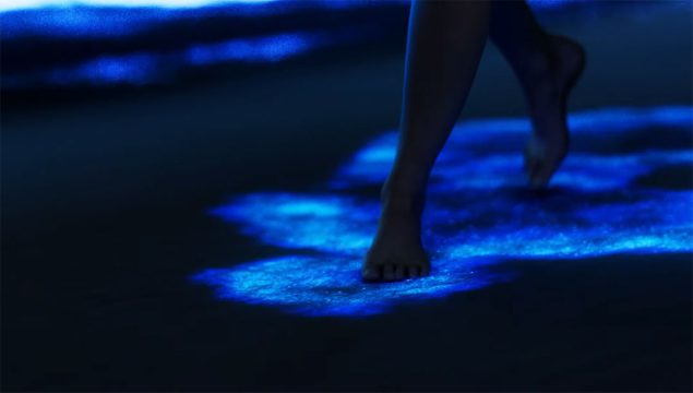 "Fireflies of the Night: A Dance of Bioluminescence" Full-CG Short Film ...