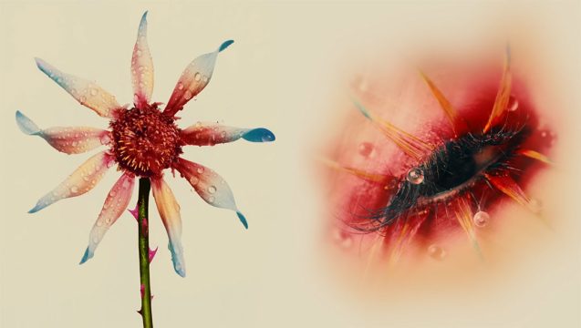 Kali Uchis "I Wish you Roses" Music Video by Cho Gi-Seok - Motion ...