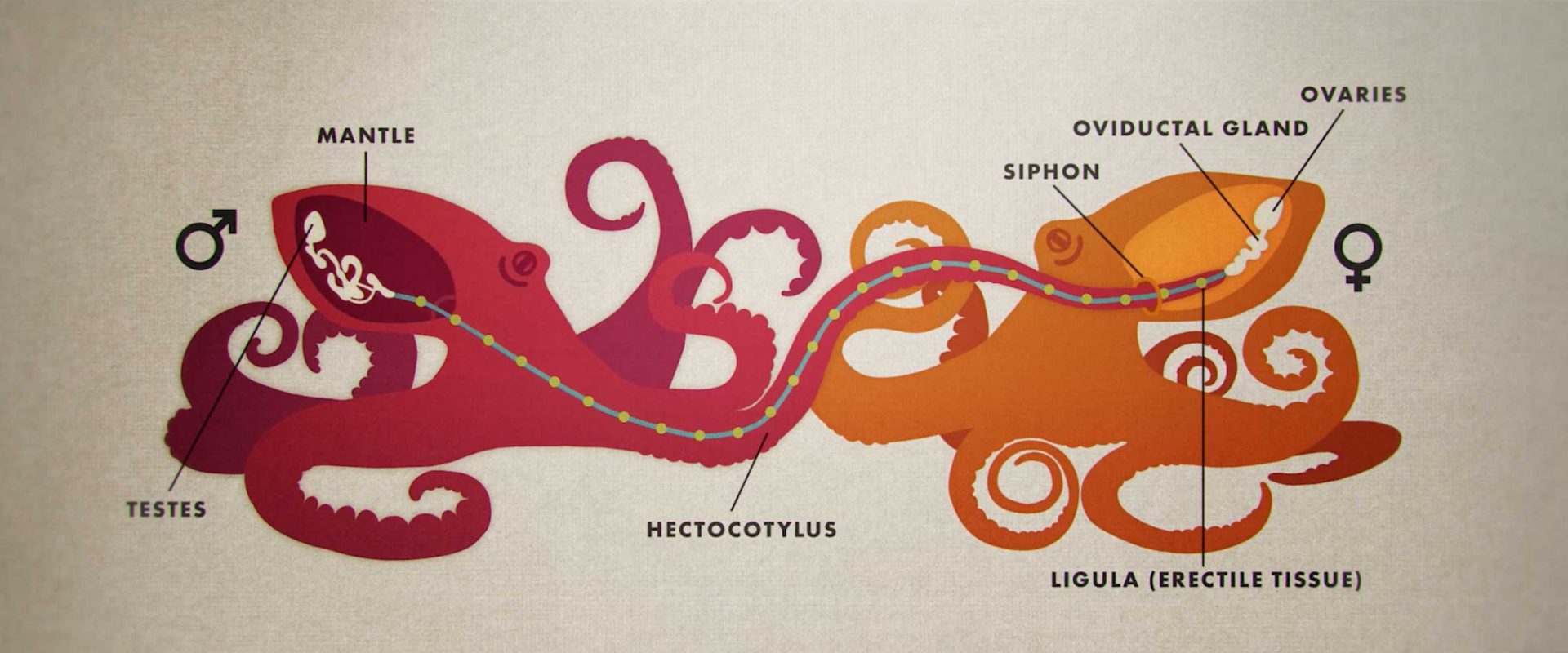 Doris the Octopus Charms Her Way into Amazon Doc Series - Motion design ...