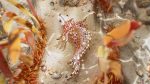 Raw & Rendered Dives into the Process Behind Tiffany's Deep Sea Jewelry Adventures - Motion ...