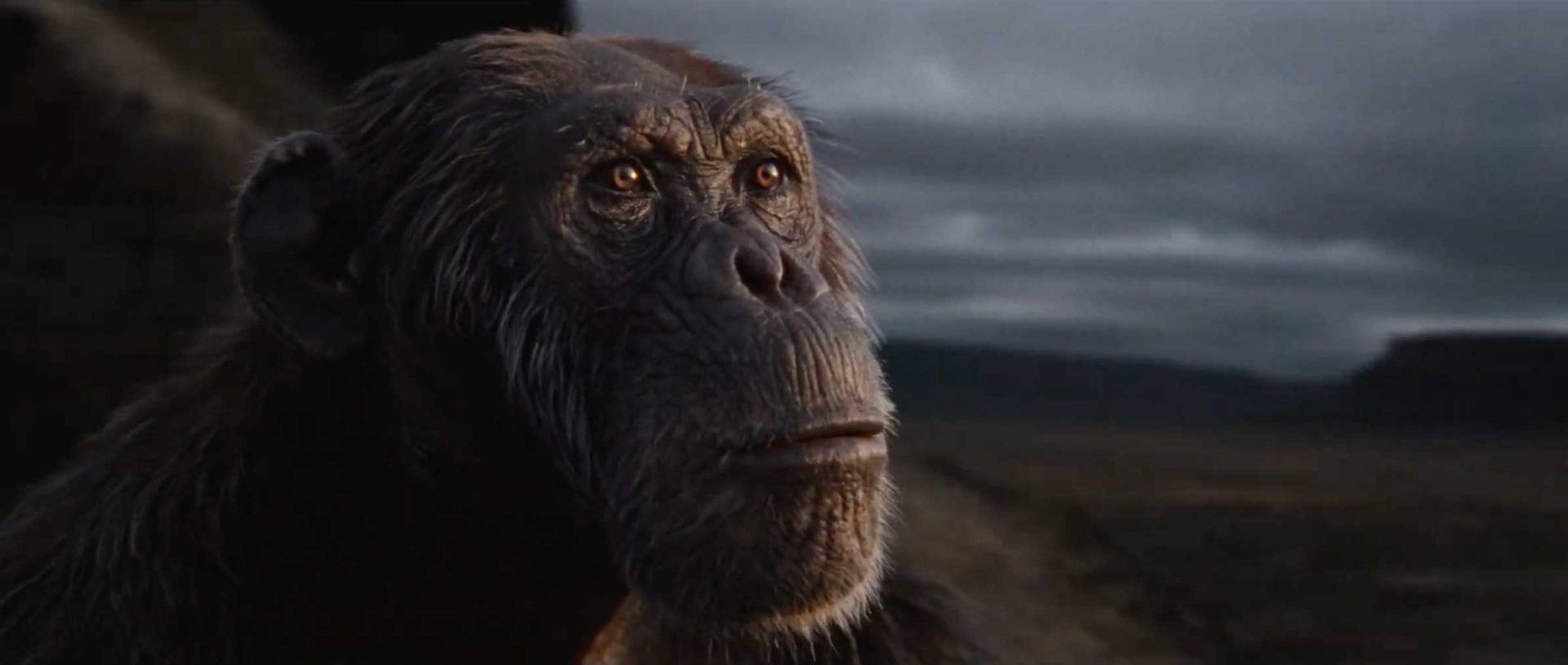 A Soulful Chimpanzee Sings the Praises of History for the Royal Ontario ...