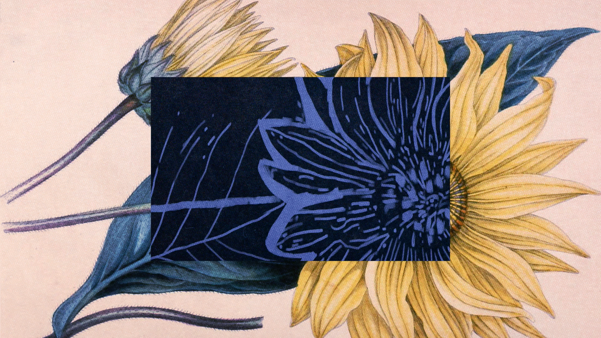 Watching Spring "Bloom" with Matt Smithson | STASH MAGAZINE : Motion ...