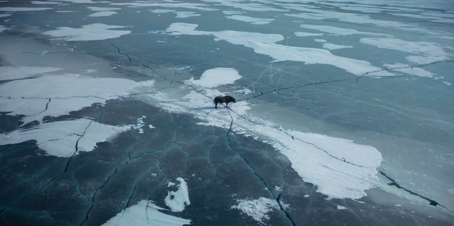 Money Supermarket "Money Calm Bull" in the China Shop | STASH MAGAZINE ...