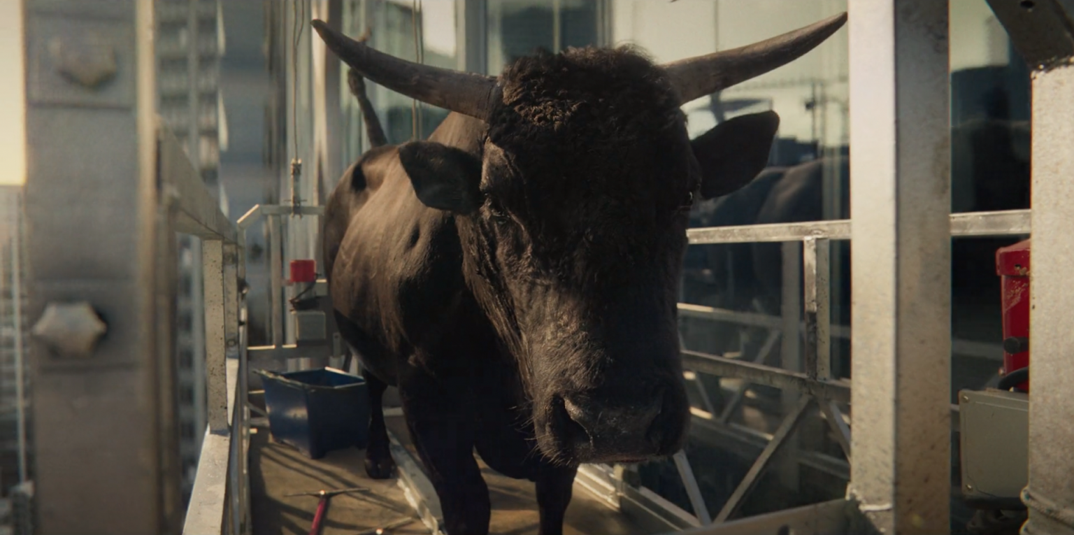 Money Supermarket "Money Calm Bull" in the China Shop | STASH MAGAZINE ...
