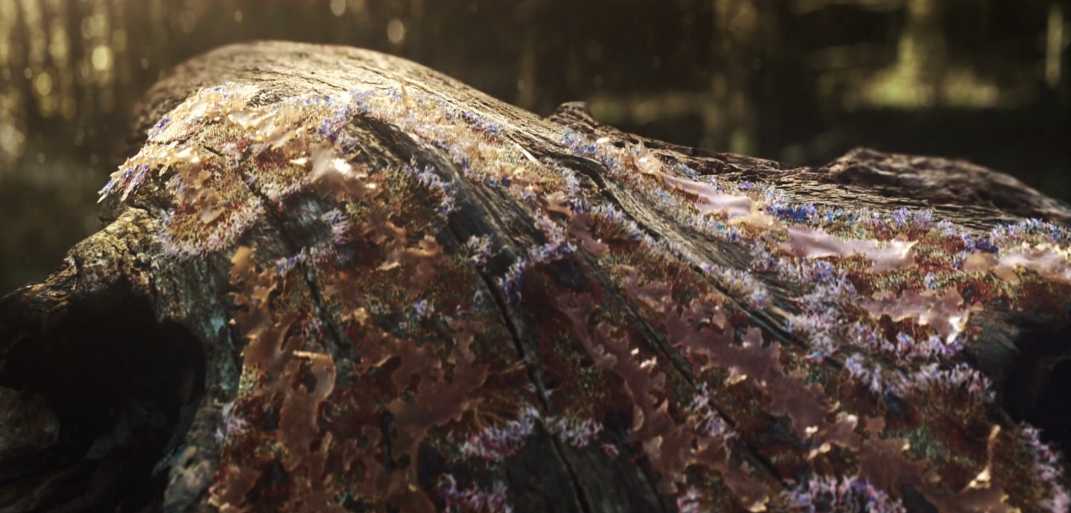 "Stag" Short film by Dave Webster | STASH MAGAZINE : Motion design – STASH