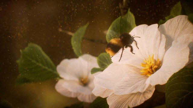 Is This the Most Beautiful Orange Juice Ad Ever? - Motion design ...