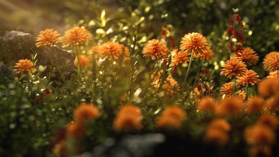 Is This the Most Beautiful Orange Juice Ad Ever? - Motion design ...