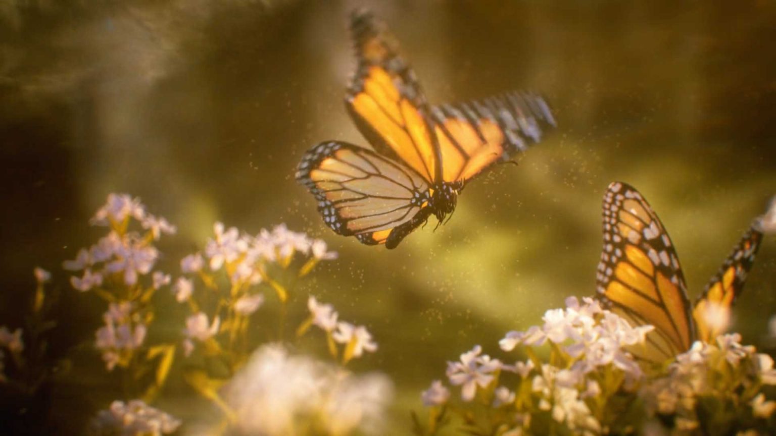 Is This the Most Beautiful Orange Juice Ad Ever? - Motion design ...