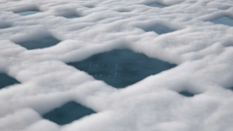 Six N. Five Squares Up to Nature in "Species" Short Film - Motion ...