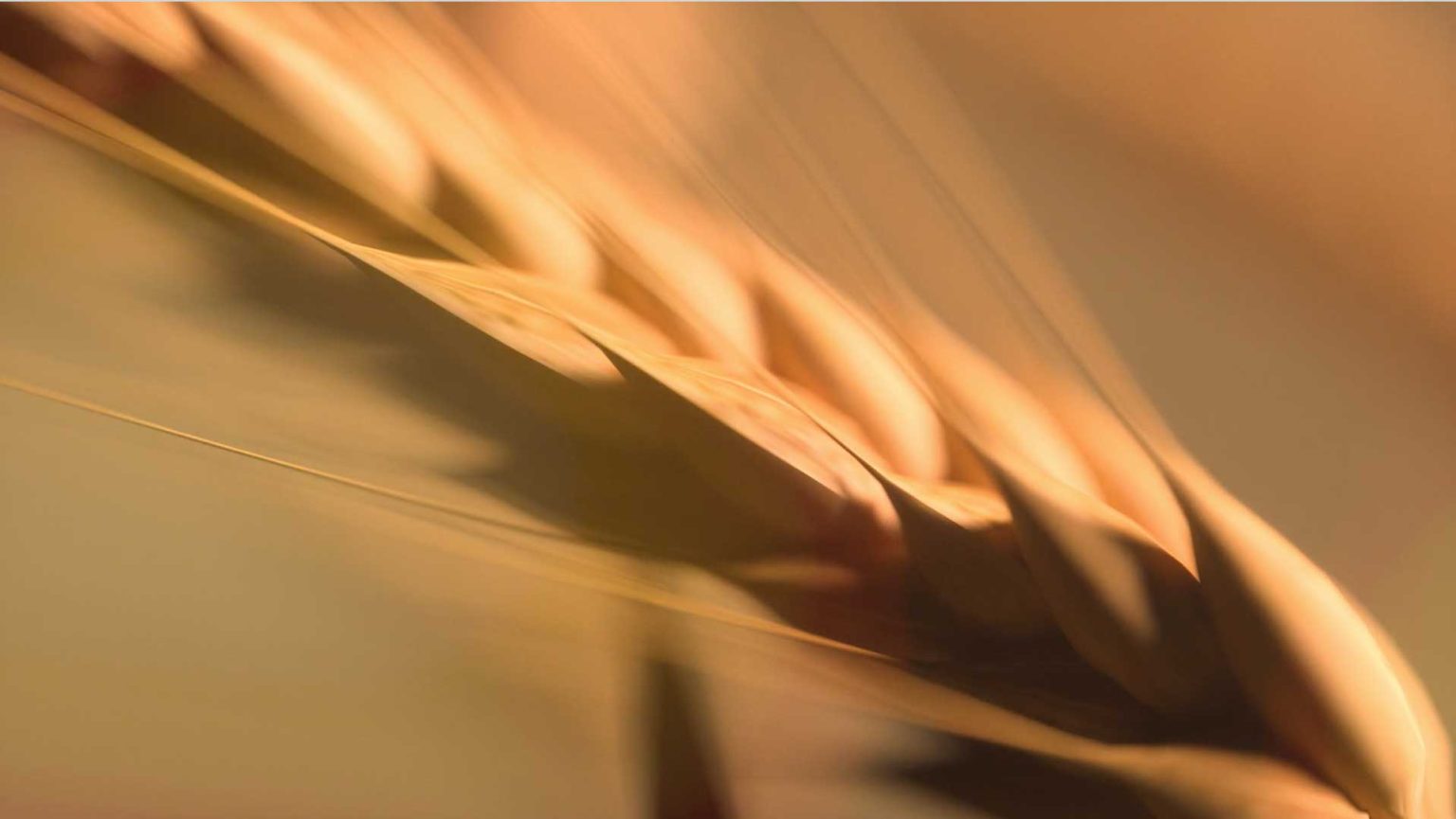 Stella Artois "Unfiltered" Brand Films by Found Studio - Motion design ...