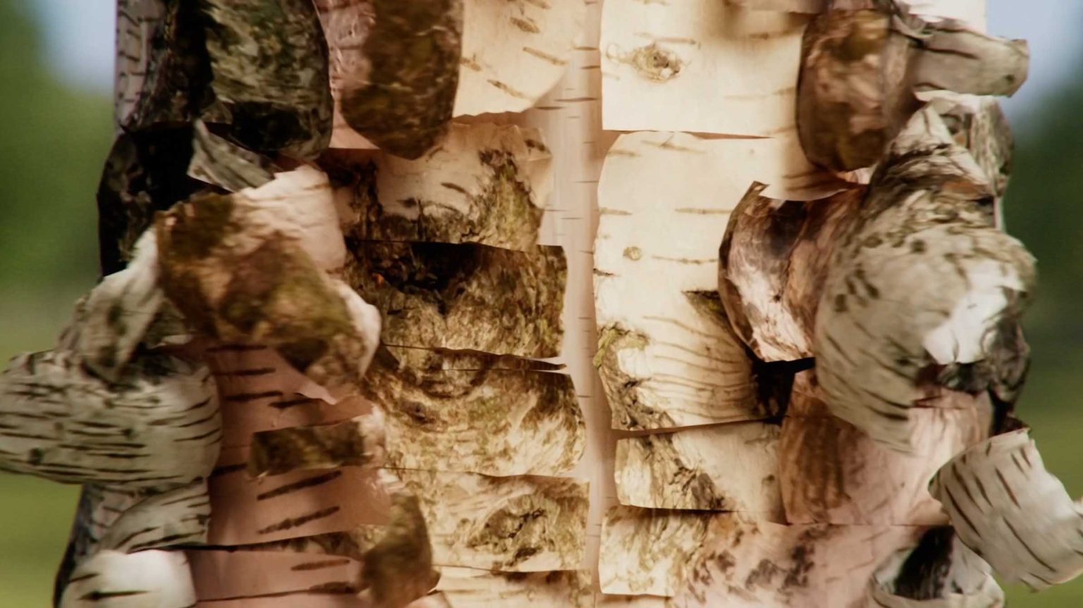 sub.stnc® Peels Back "The Process" for Lignin Industries - Motion ...