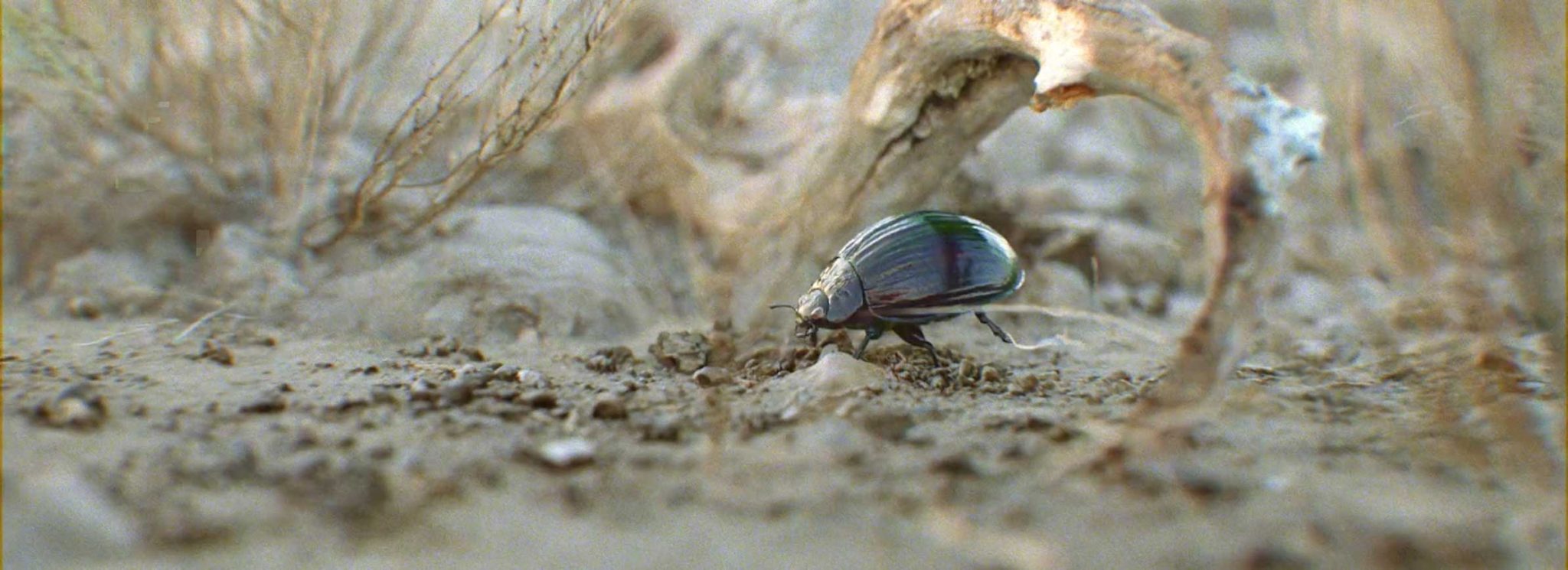 Trizz Find Hope and Beauty in Planet's Transition - Motion design ...