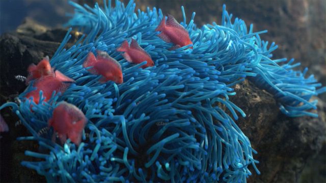 TyFlow "Fish Schools" R&D Compilation by Krzysztof Hrycak - Motion ...