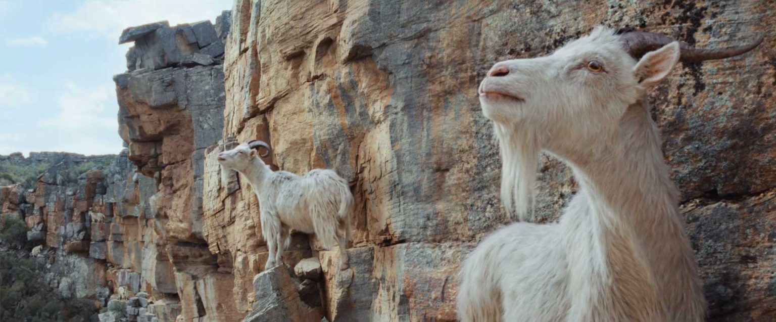 The Fur Flies in New Virgin Media Spot by Sam Brown and Untold Studios ...