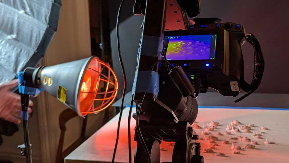 Watch How NOMINT Animated the WWF COP29 Film With Thermal Stop-Motion ...