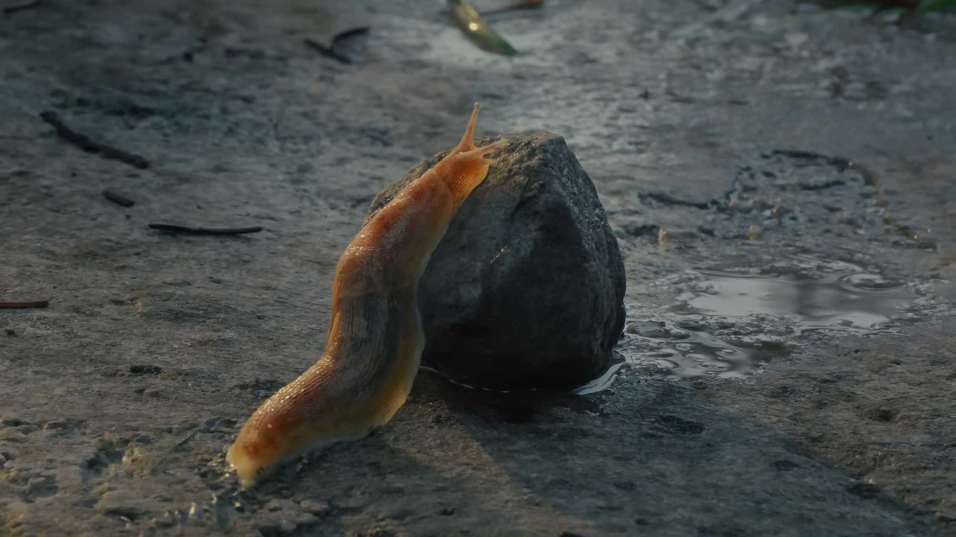 Martin De Thurah & BaconX Feeling “Sluggish” in New WealthSimple Spot ...